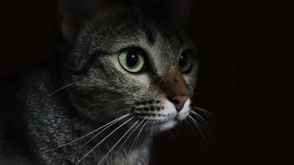 Can Cats See in the Dark? Cats’ Night Vision Abilities – FairyBaby